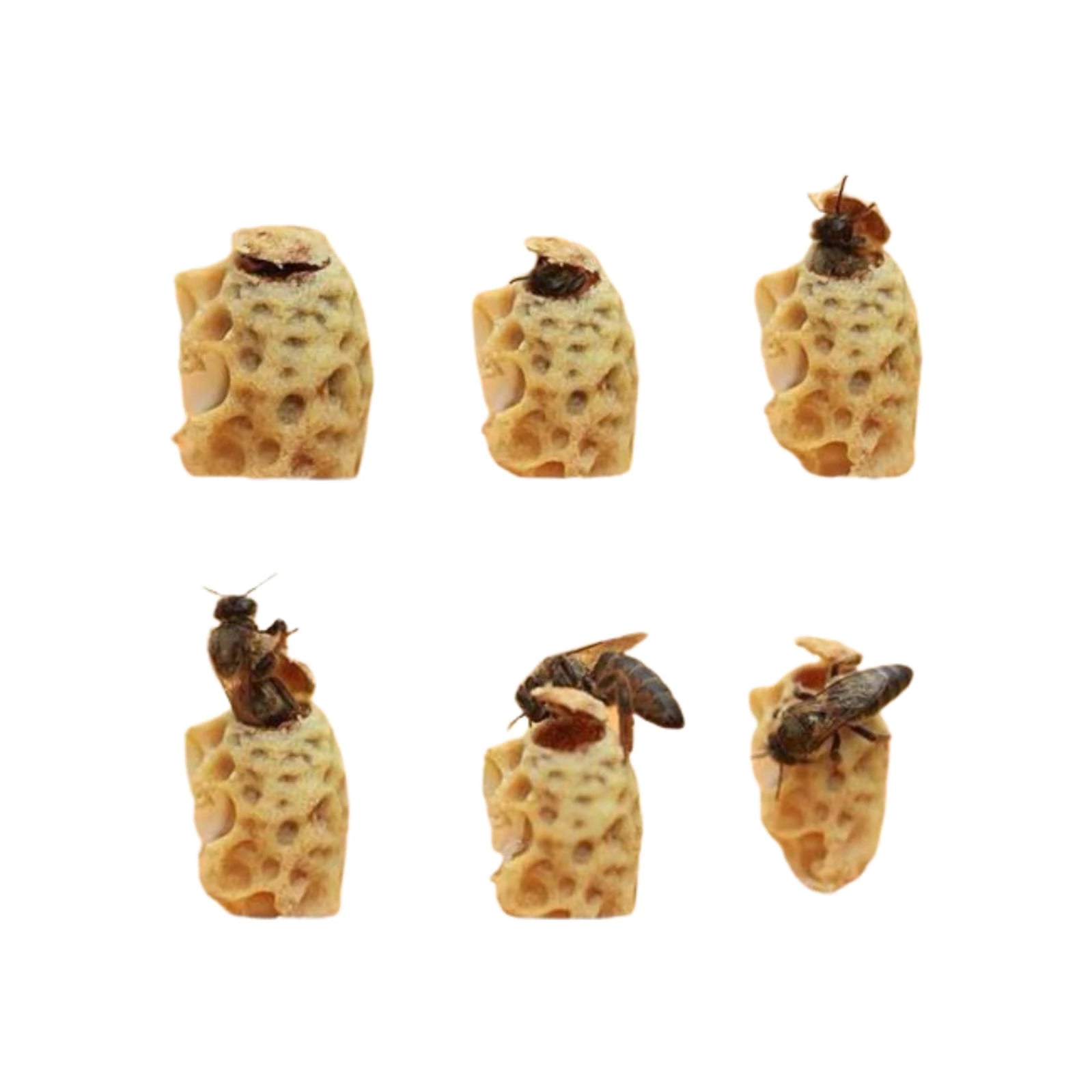 Queen Bee Rearing & Breeding – The Beehive Box